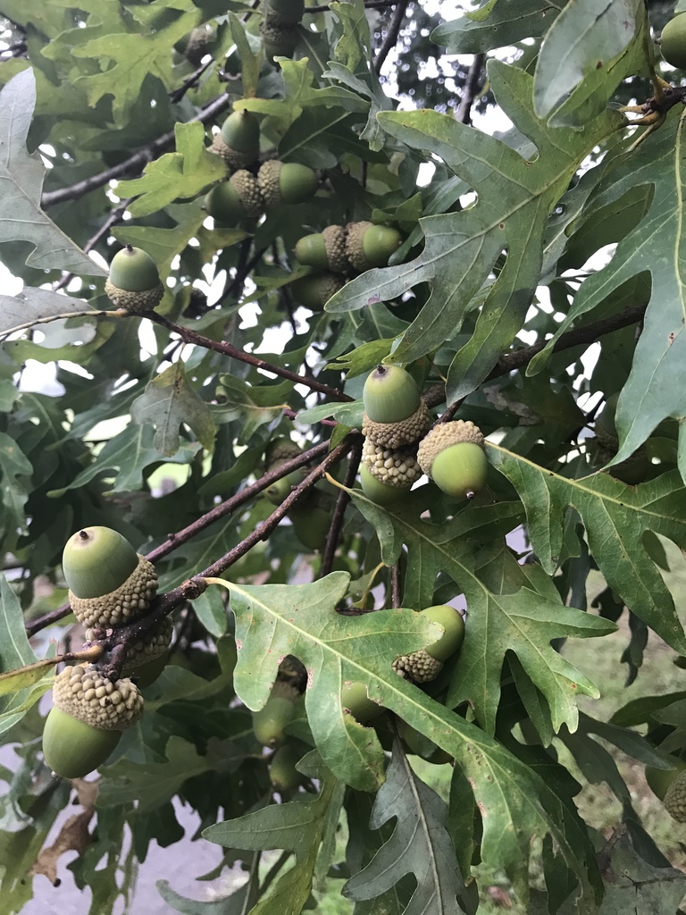 Tree for All, 2025 – Harvard Conservation Trust